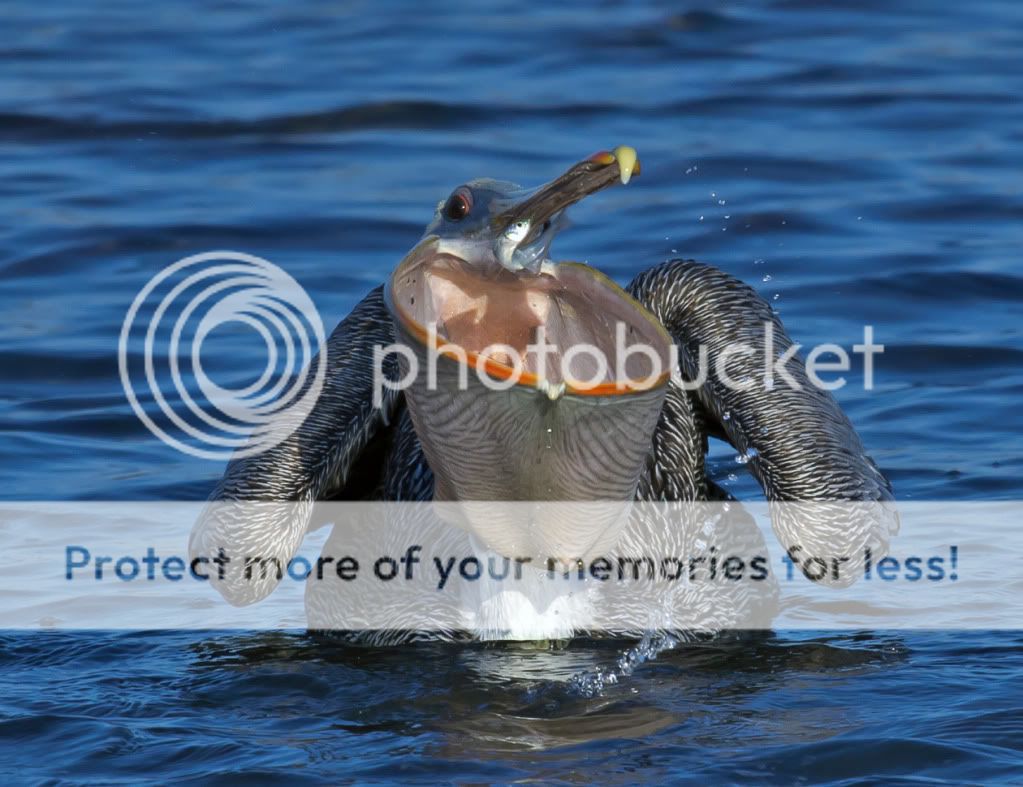 Feeding frenzy - PentaxForums.com